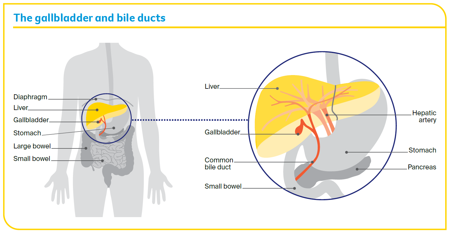 Bile Duct